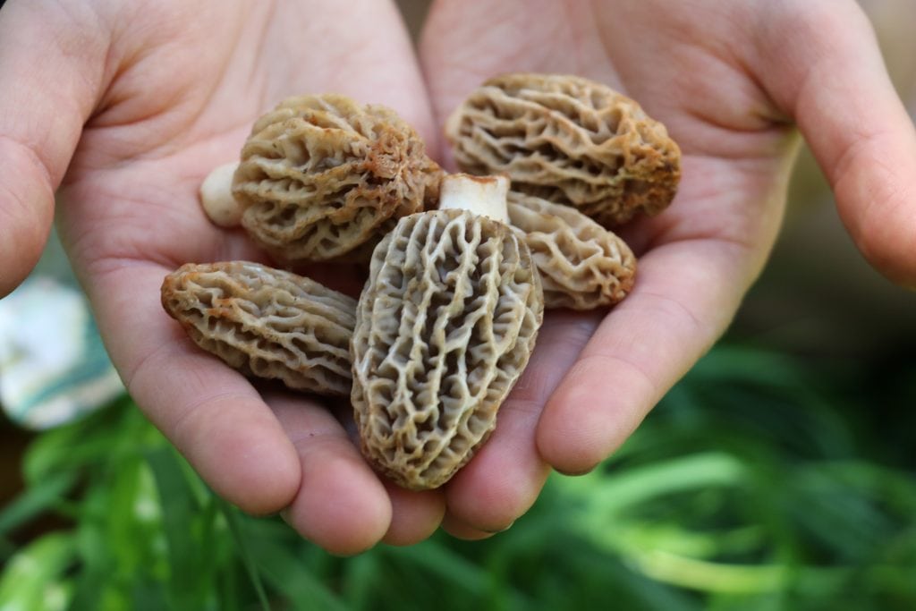 Where The Northwest Morels Grow | Wildwood Grilling